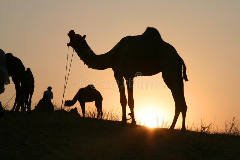 Camels at sunset stock image. Image of desert, festival - 4744349