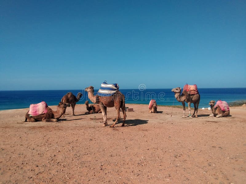 Camels in Tangier stock photo. Image of sand, ocean - 241597854