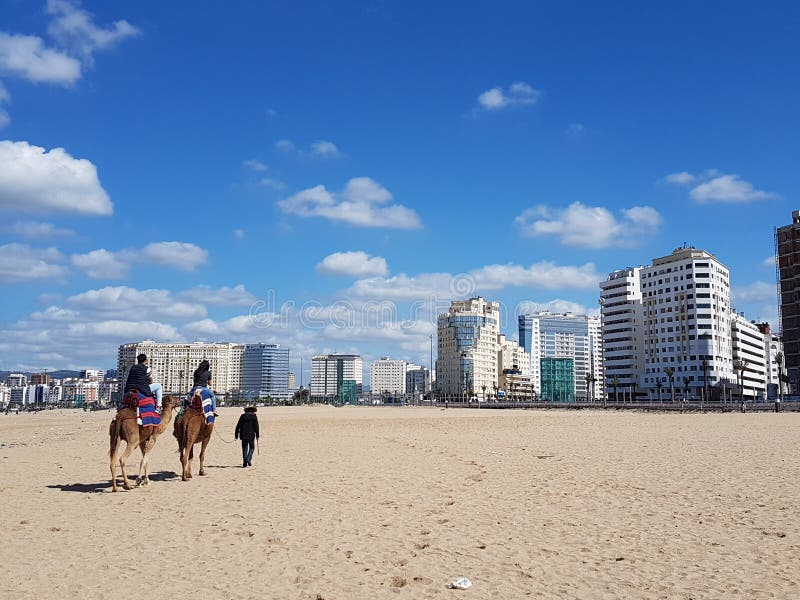 Camels in tangier beach editorial photography. Image of sandy - 93413552