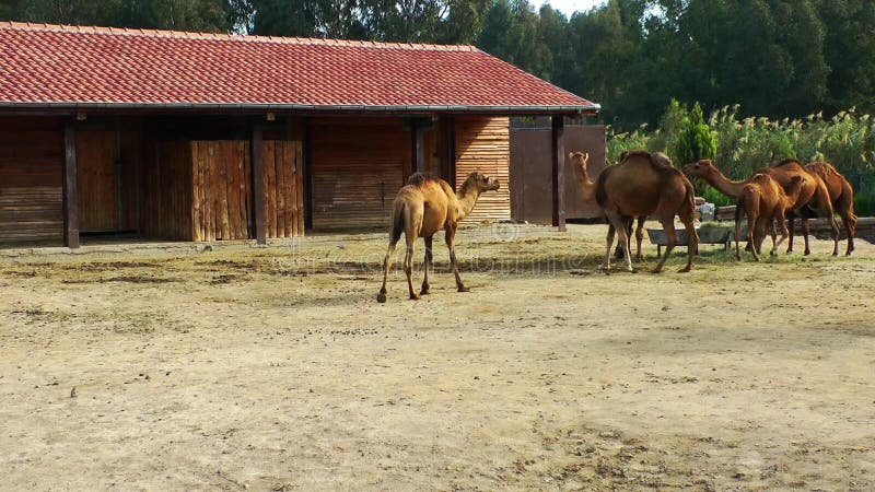 Camels Stock Footage & Videos - 734 Stock Videos