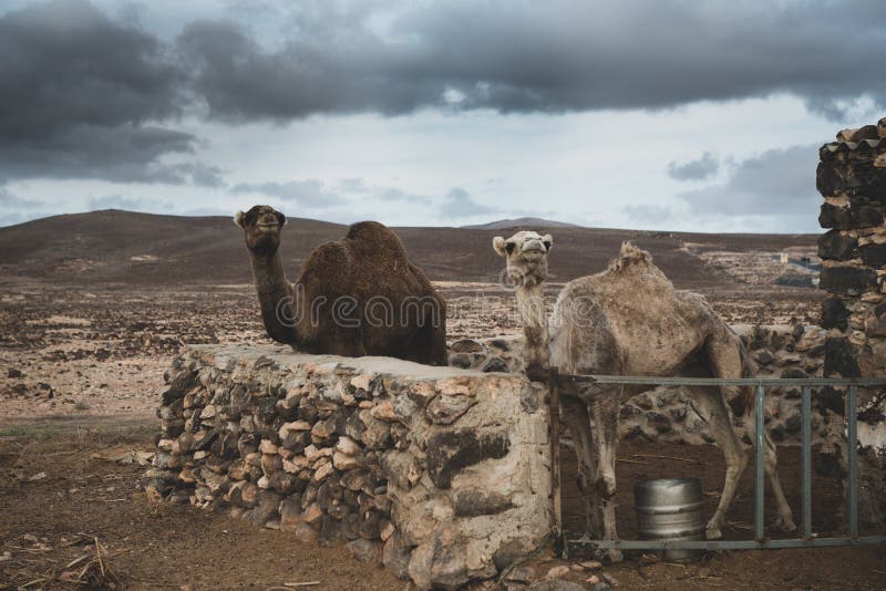Camels in Their Stable in a Mountainous Landscape Stock Photo - Image ...