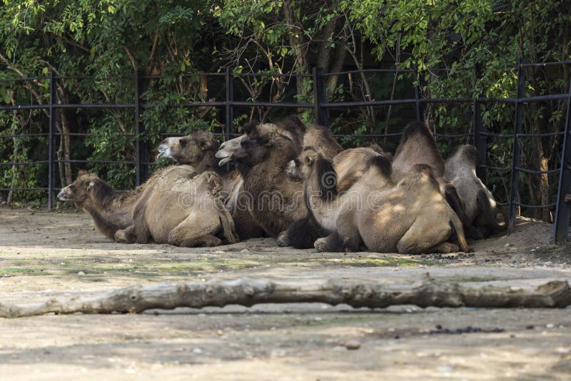 Camels on vacation stock photo. Image of nature, yellow - 27468966