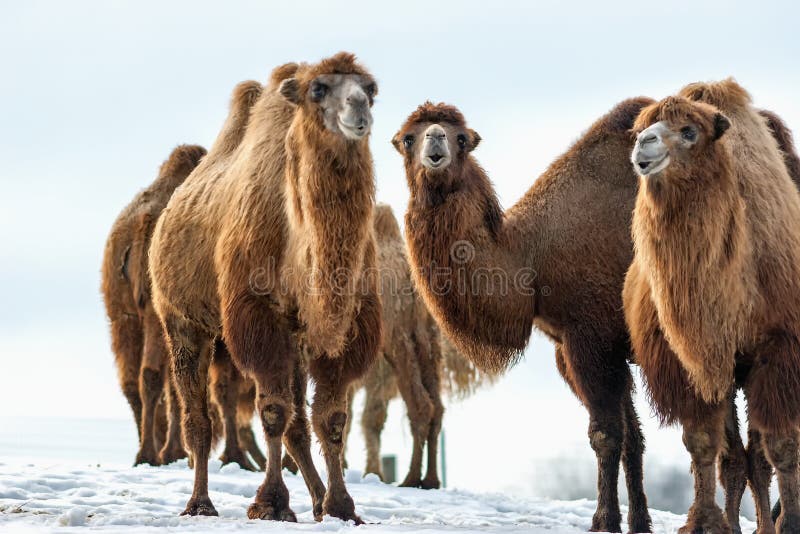 Camels At The Winter Pasture Stock Image - Image of climate, walking ...