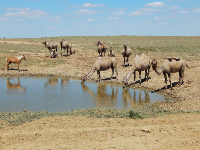 Camels at water source stock photo. Image of bahrain, emirates - 5314846