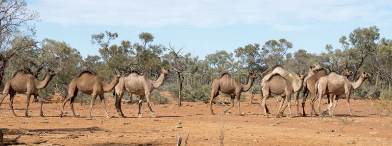 Feral Camels in Outback Desert Australia Stock Photo - Image of animal ...