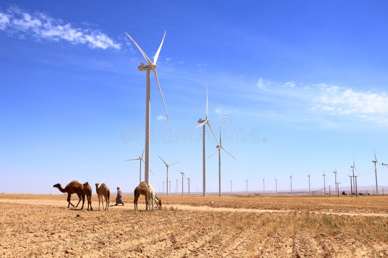 Camels on a Wind Farm in the Desert of Jordan, Middle East Stock Photo ...