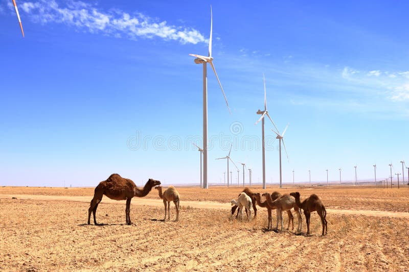 Camels on a Wind Farm in the Desert of Jordan, Middle East Stock Image ...