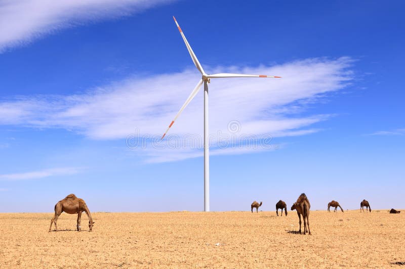 Camels on a Wind Farm in the Desert of Jordan, Middle East Stock Photo ...
