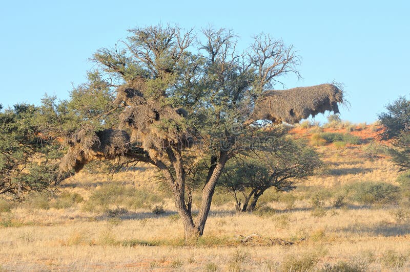 Camelthorn Tree with Community Nest Stock Photo - Image of kgalagadi ...
