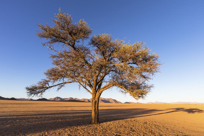Camelthorn Trees at Sunrise in the Namib Desert Stock Photo - Image of ...