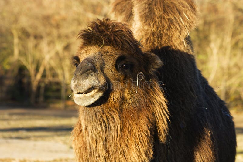 Young Camel Toes Stock Photos - Free & Royalty-Free Stock Photos from ...