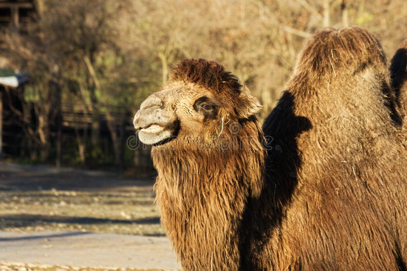Camelus bactrianus stock image. Image of back, face, detail - 63084995