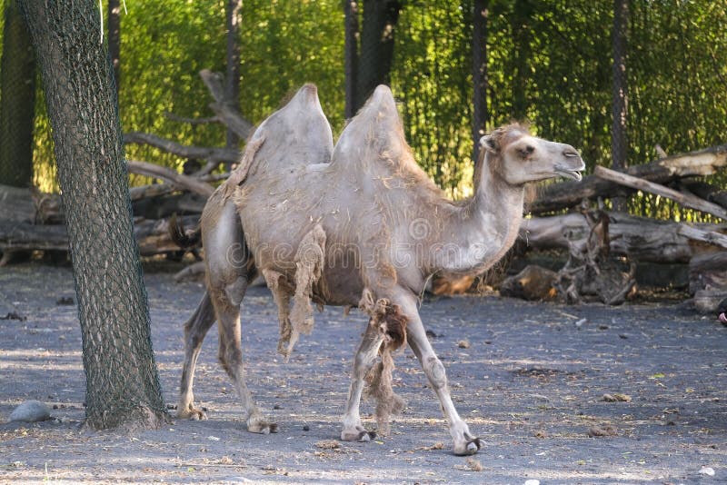 Camelus Bactrianus Camel in the Enclosure Stock Photo - Image of ...