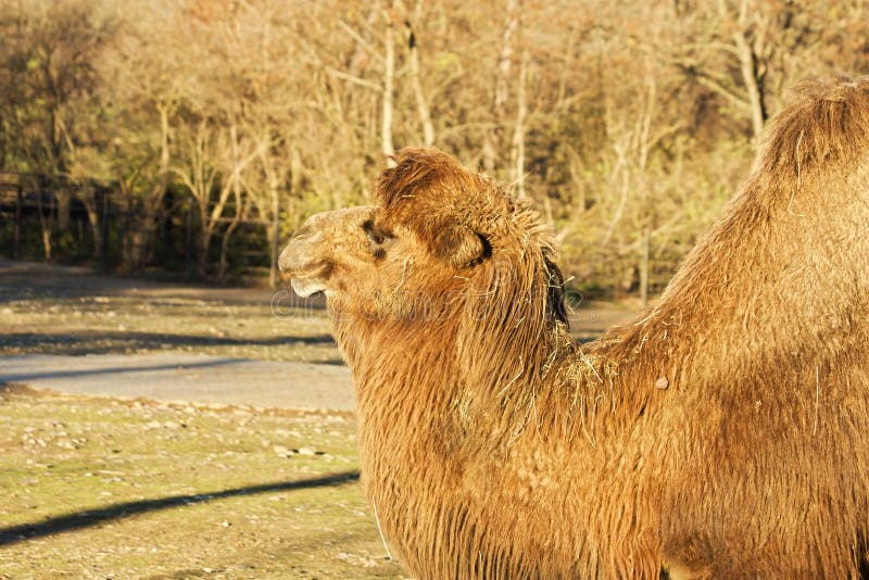 Young Camel Toes Stock Photos - Free & Royalty-Free Stock Photos from ...