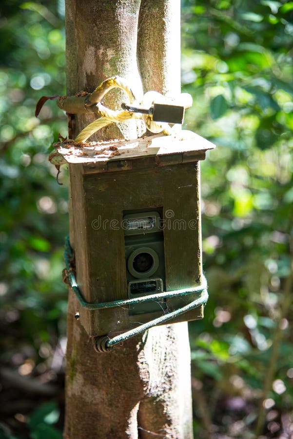 Camera Attached To a Tree, Used by Hunters To Spy Wild Animals, Stock ...
