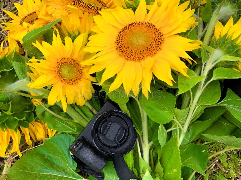 816 Camera Sunflowers Stock Photos - Free & Royalty-Free Stock Photos ...