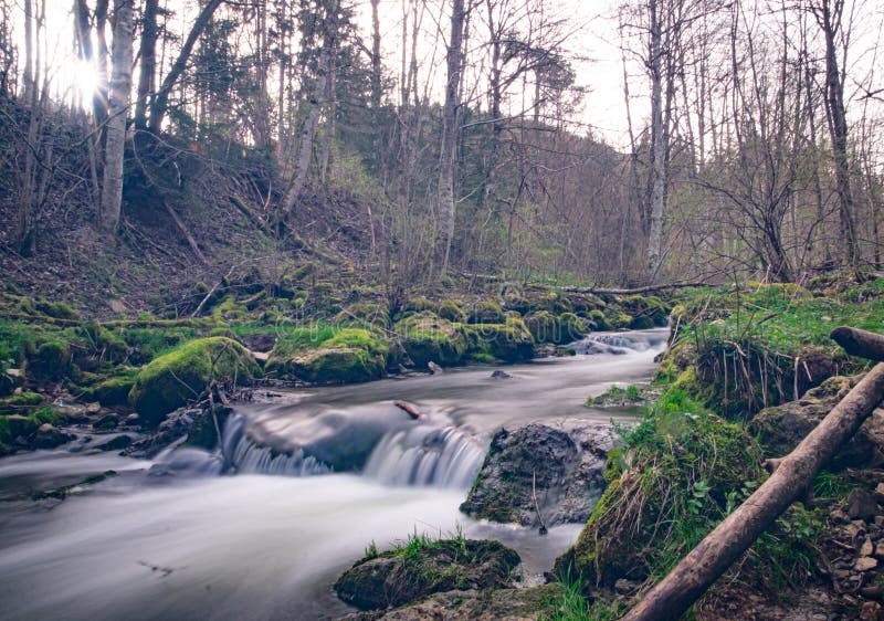 The Camera Captures a Serene View of a Stream Flowing through a Dense ...