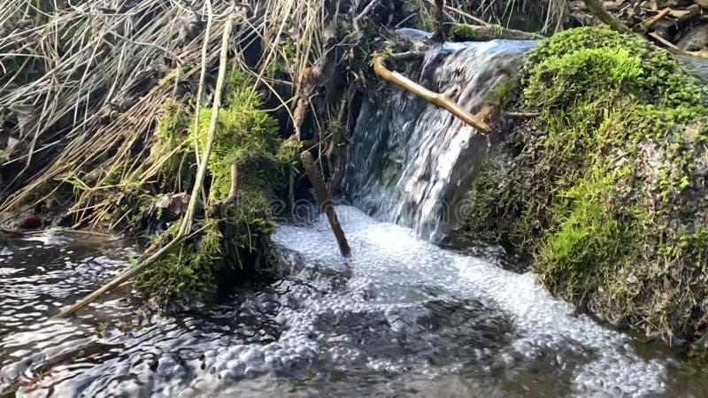 The Camera Captures a Serene View of a Stream Winding through Lush ...