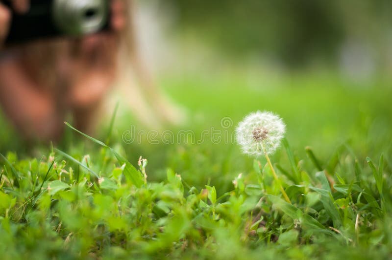 Camera with Focus on White Dandelion Stock Image - Image of white ...