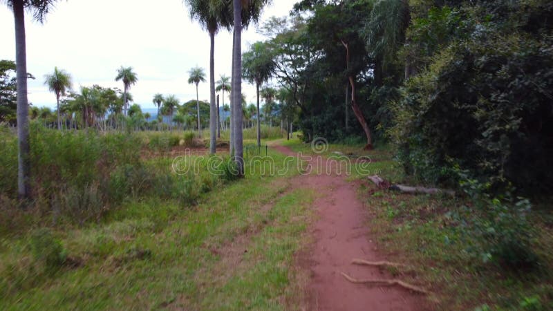 The Camera Following the Path Near To Coco Trees Stock Video - Video of ... The Camera Following the Path Near To Coco Trees Stock Video - Video of ...