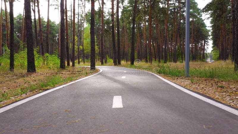 The Camera Follows an Asphalt Running Track in a Forest of Pine Trees ...