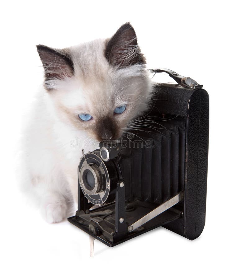 Camera and kitten stock image. Image of vintage, cute - 9790043