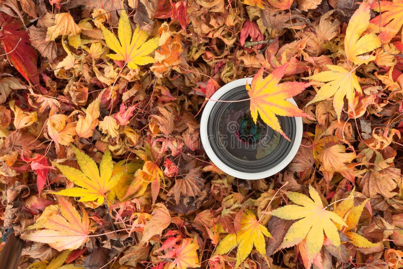 A Camera Lens Over a Colored Leaves Background in Autumn Stock Photo ...