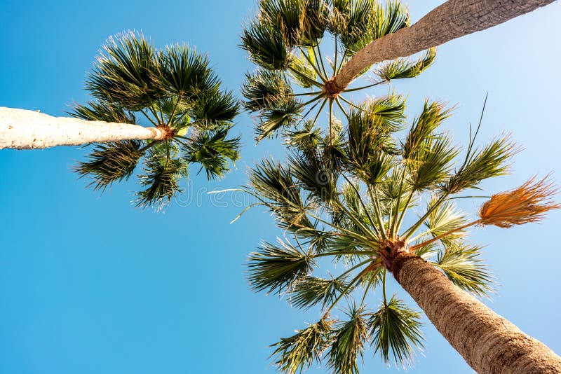 The Camera Looks Up at the Palm Trees Stock Image - Image of exotic ...