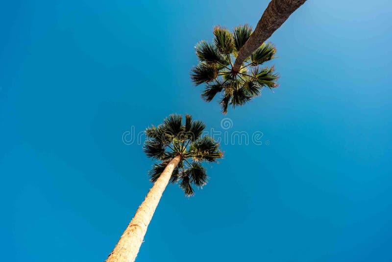 The Camera Looks Up at the Palm Trees Stock Photo - Image of holiday ...