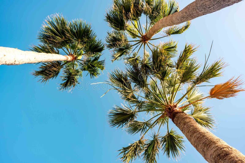 The Camera Looks Up at the Palm Trees Stock Image - Image of green ...