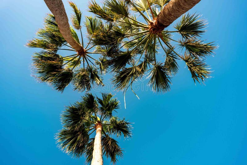 The Camera Looks Up at the Palm Trees Stock Image - Image of green ...