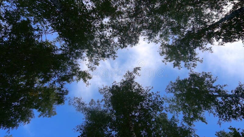 Camera Low Angle Shot through Lush, Pacific Northwest Forest Showing ...