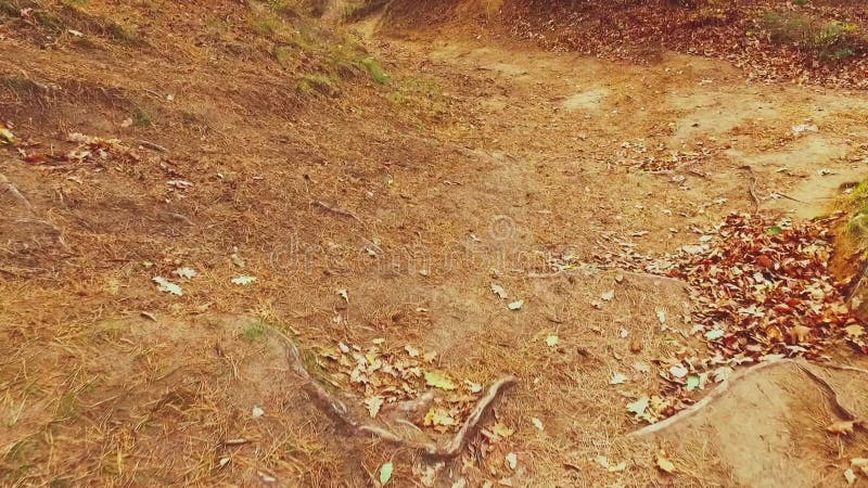 Camera Movement Along a Forest Path Strewn with Pine Needles. a Dog ...