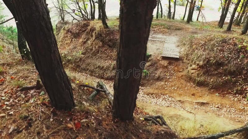 Camera Movement Along a Forest Path Strewn with Pine Needles. Sunny Day ...