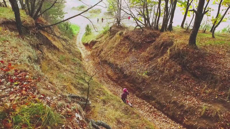 Camera Movement Along a Forest Path Strewn with Pine Needles. Sunny Day ...