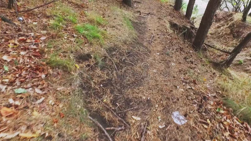 Camera Movement Along a Forest Path Strewn with Pine Needles. Sunny Day ...