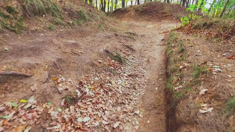 Camera Movement Along a Forest Path Strewn with Pine Needles. Sunny Day ...