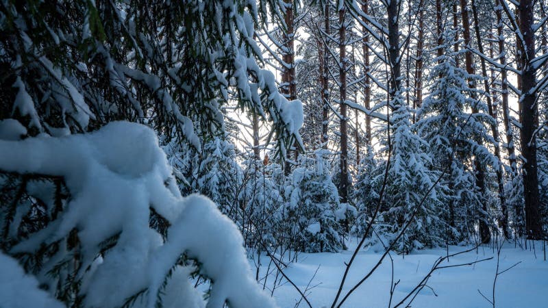 Camera Movement in a Fabulous Winter Forest Forward between the Trees ...