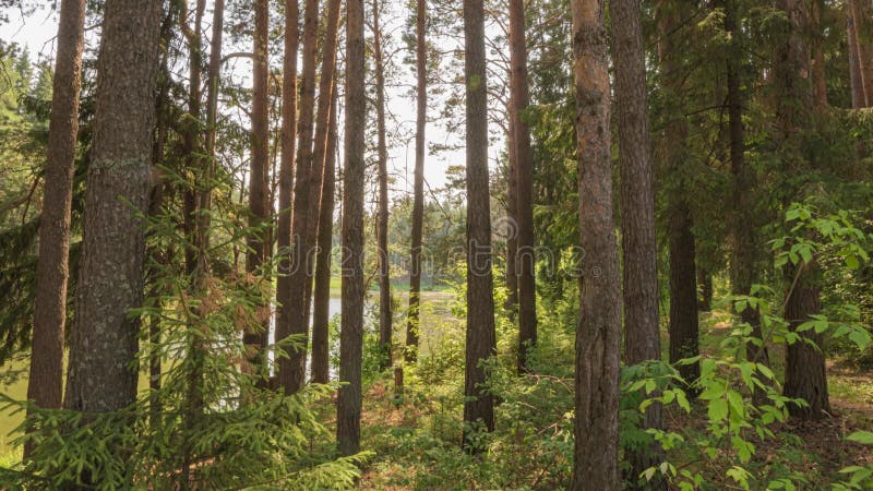 Camera Movement through Forest Thicket, Sunlight through Forest Trees ...