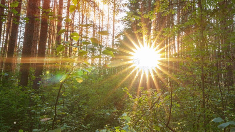Camera Movement through Forest Thicket, Sunlight through Forest Trees ...