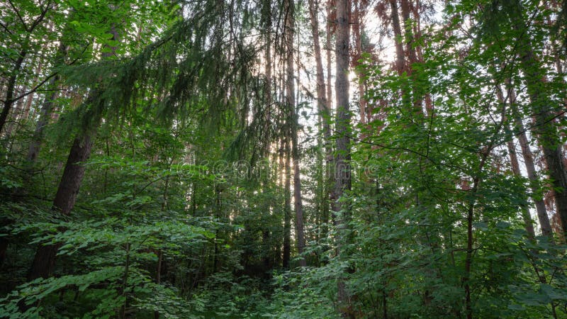 Camera Movement through Forest Thicket, Sunlight through Forest Trees ...