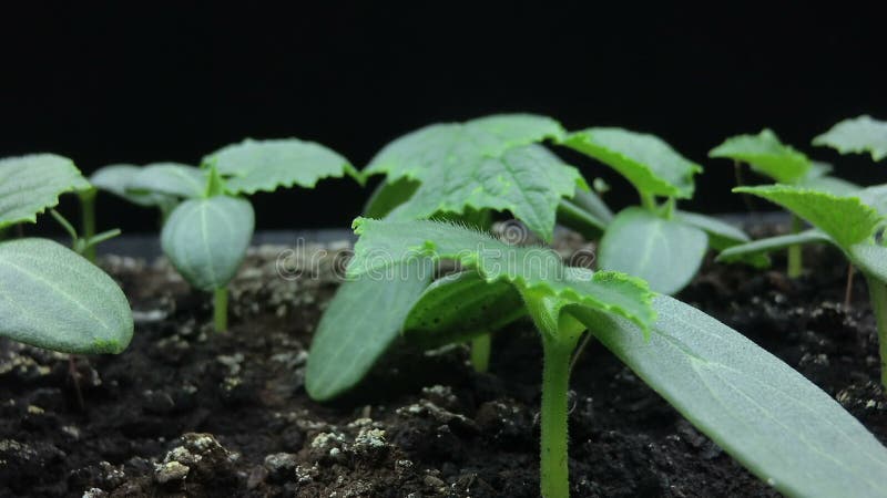 Camera Movement Past the Growing Young Shoots of Cucumber Seedlings ...