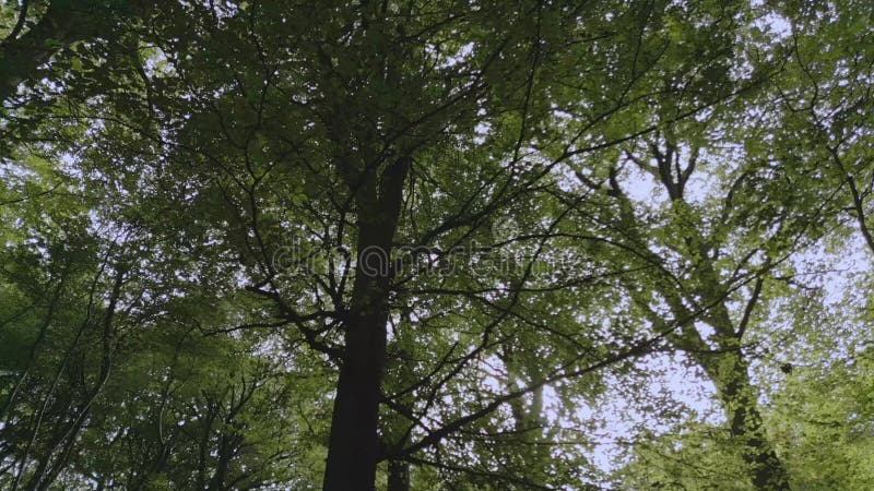 Camera Moves through Forest, Looking Up at Dappled Sunlight through ...