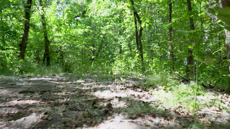 Camera Moves Low Over the Surface Ground. Rough Nature Stone Path ...