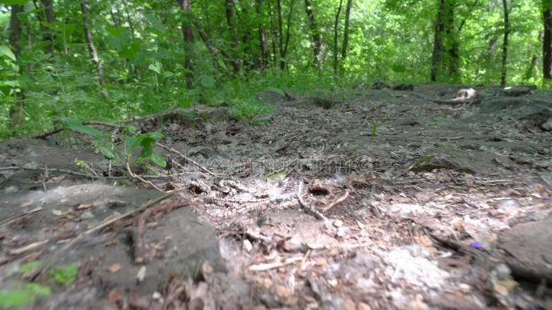 Camera Moves Low Over the Surface Ground. Rough Nature Stone Path ...