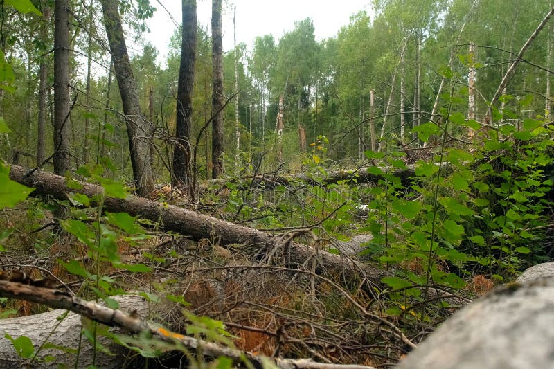 Camera Moving through Fallen Trees in Forest, Wild Beautiful Nature ...