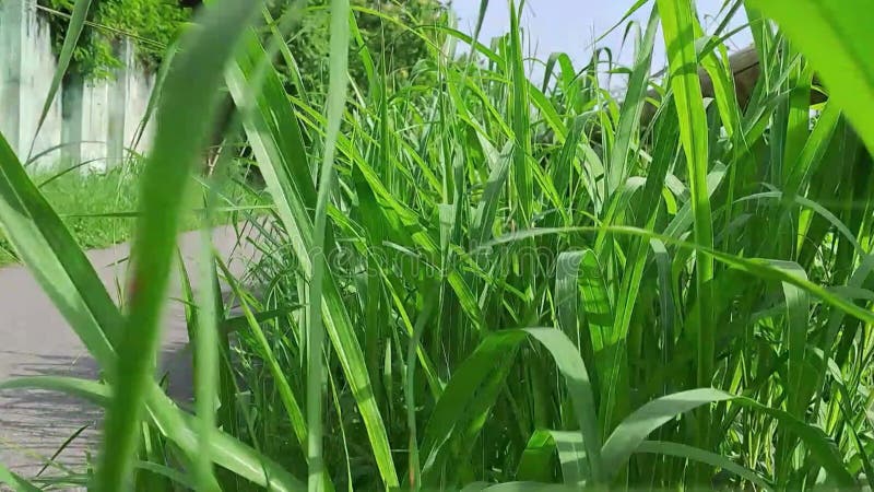 Camera Moving Fast through Fresh Green Grass in the Summer Stock ...