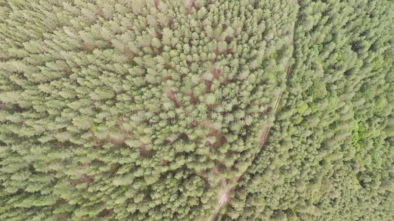 Camera Gliding Smoothly Forward Over a Lush Forest Landscape Stock ...