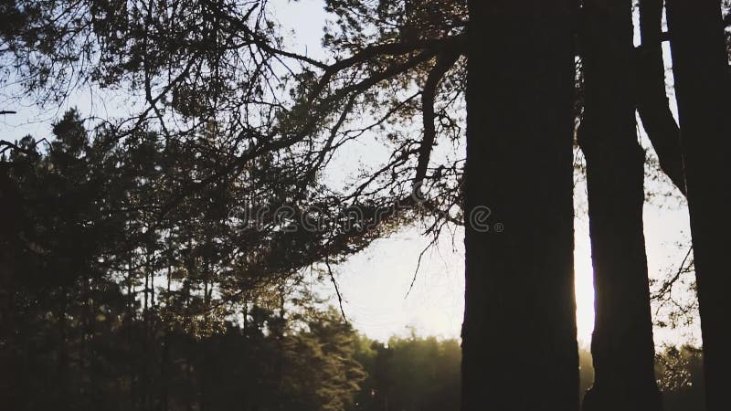 Camera Moving Forward through the Trees and Branches in Forest Stock ...