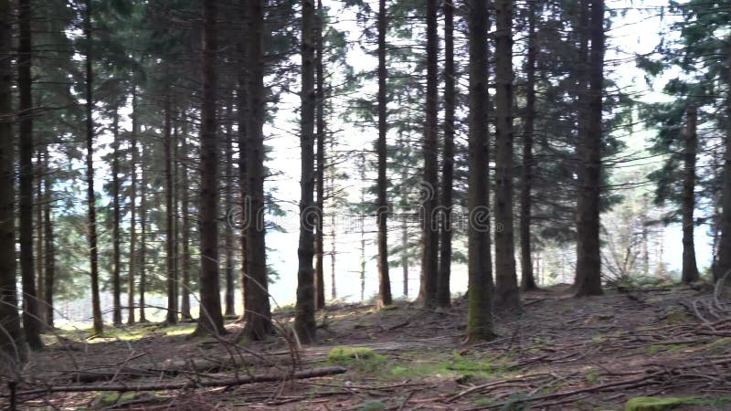 Camera Moving Forward through the Trees in a Lush Forest Stock Footage ...